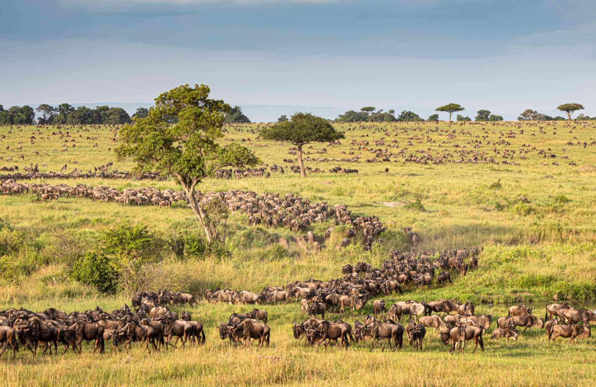 An Essential Guide to Africa’s Great Migration | Bunnik Tours